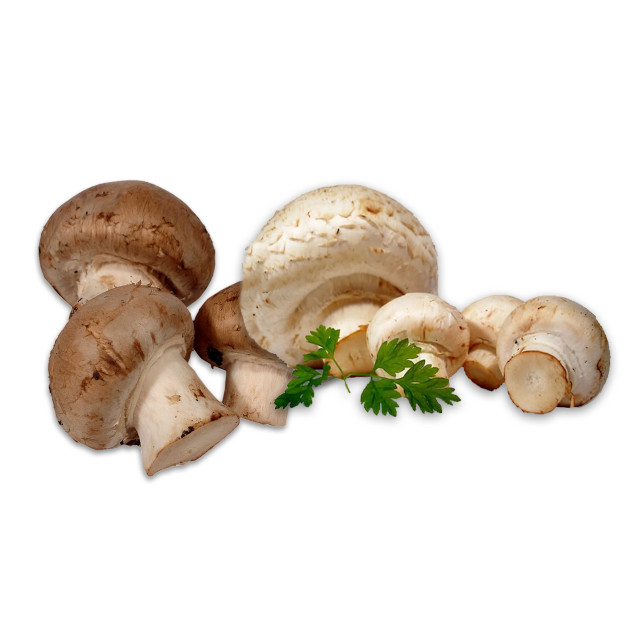 Champiñones – Tufruver.co